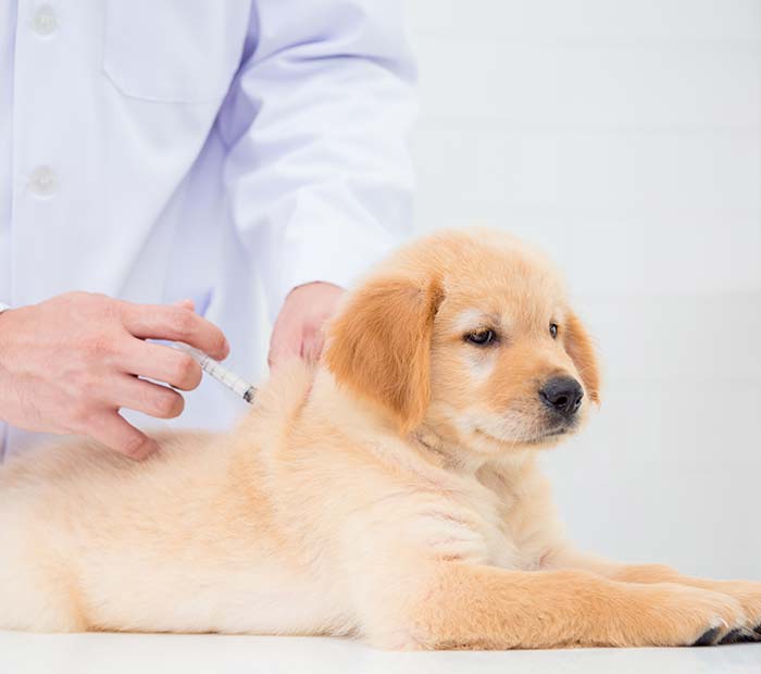 Canine Vaccines - Winter Park Veterinary Hospital Orlando FL