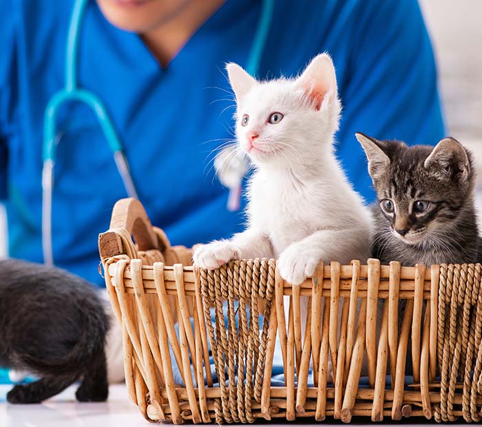New Kitten Vet Care | Kitten Veterinarian Winter Park, Orlando
