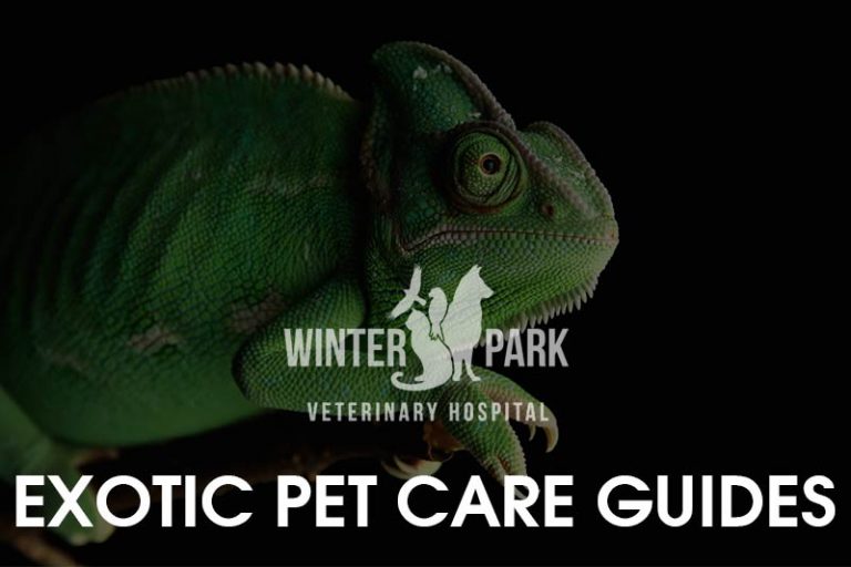 Reptile Care | Reptile Diseases | Winter Park Veterinary Hospital