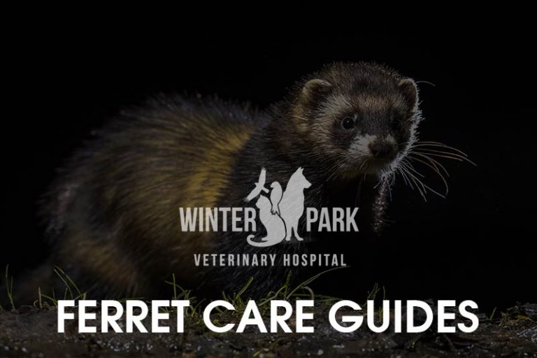 Ferret Care Guide | Winter Park Veterinary Hospital