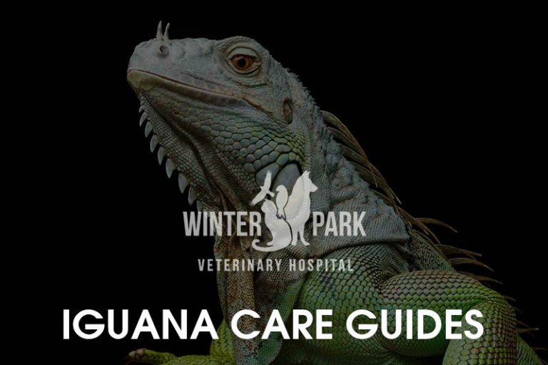 Green Iguana Care Guide | Winter Park Veterinary Hospital