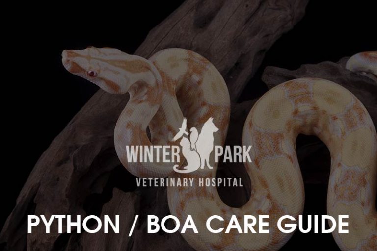 Boa and Python Care Guide | Winter Park Veterinary Hospital