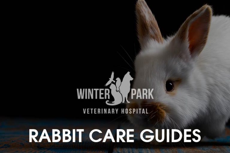 Rabbit Care Information | Winter Park Veterinary Hospital