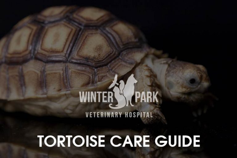 Tortoises Care Guide | Winter Park Veterinary Hospital