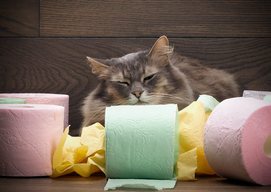 Does your pet have diarrhea? Causes, Diagnosis and Treatments